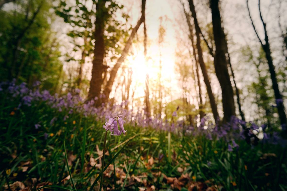 Bluebells! – One Camera One Lens Photography