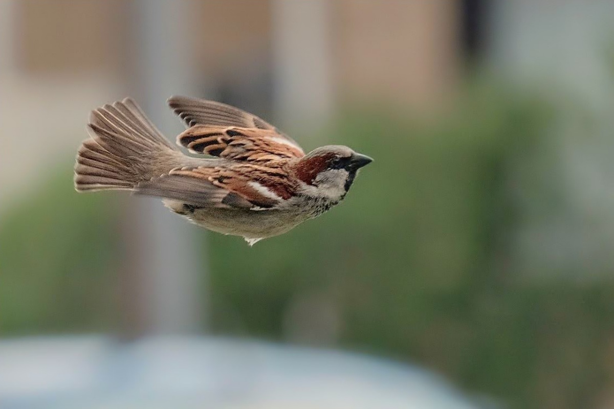 Photographing wildlife (birds) with the XC50-230mm – One Camera One ...