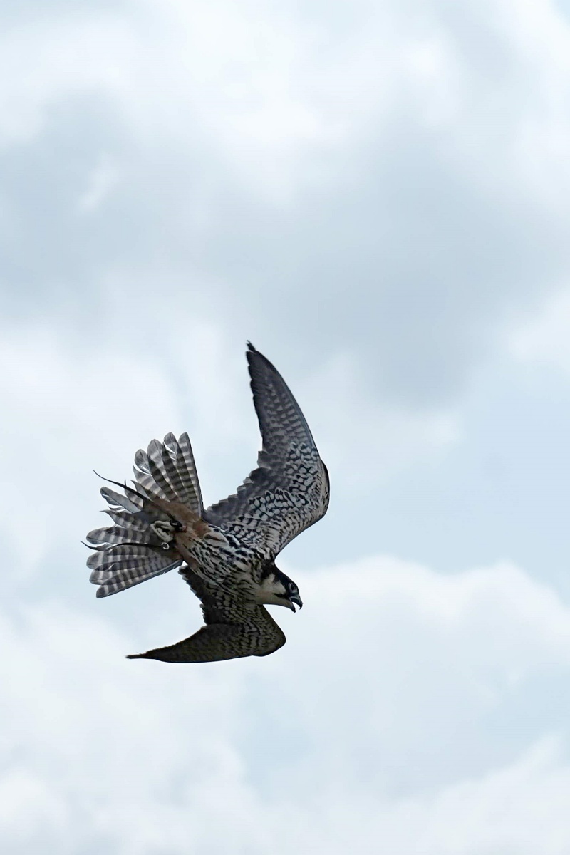 Photographing wildlife (birds) with the XC50-230mm – One Camera One ...