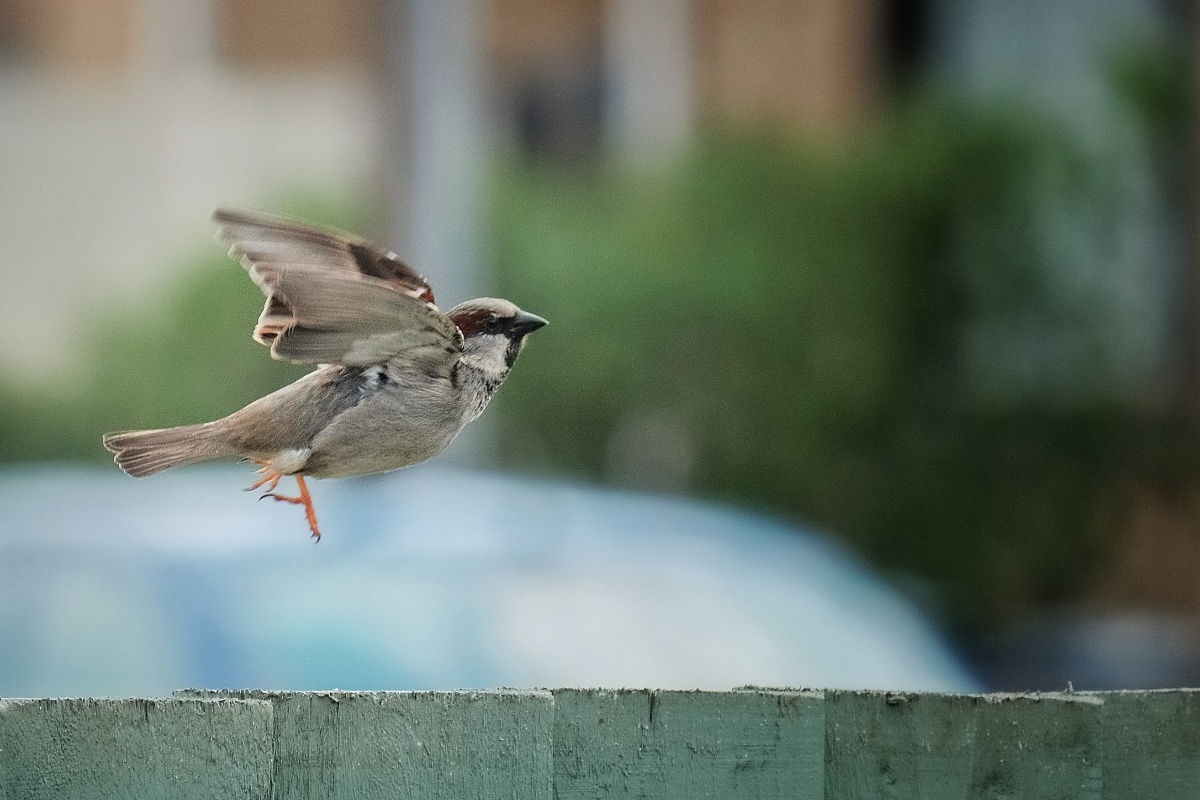 Photographing wildlife (birds) with the XC50-230mm – One Camera One ...