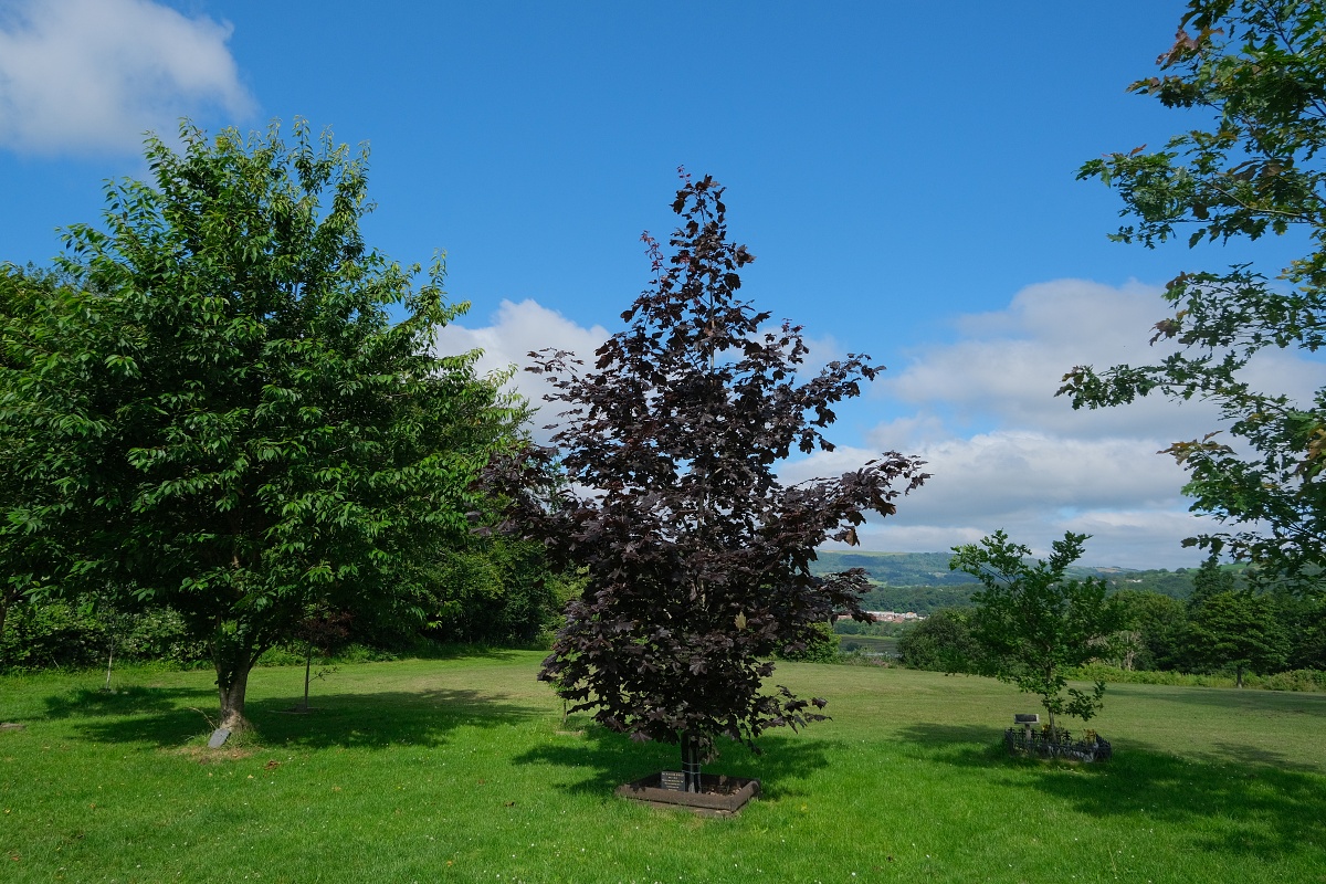 The Gnoll, Neath. A Visit In Tweaked Provia (Straight From Camera ...