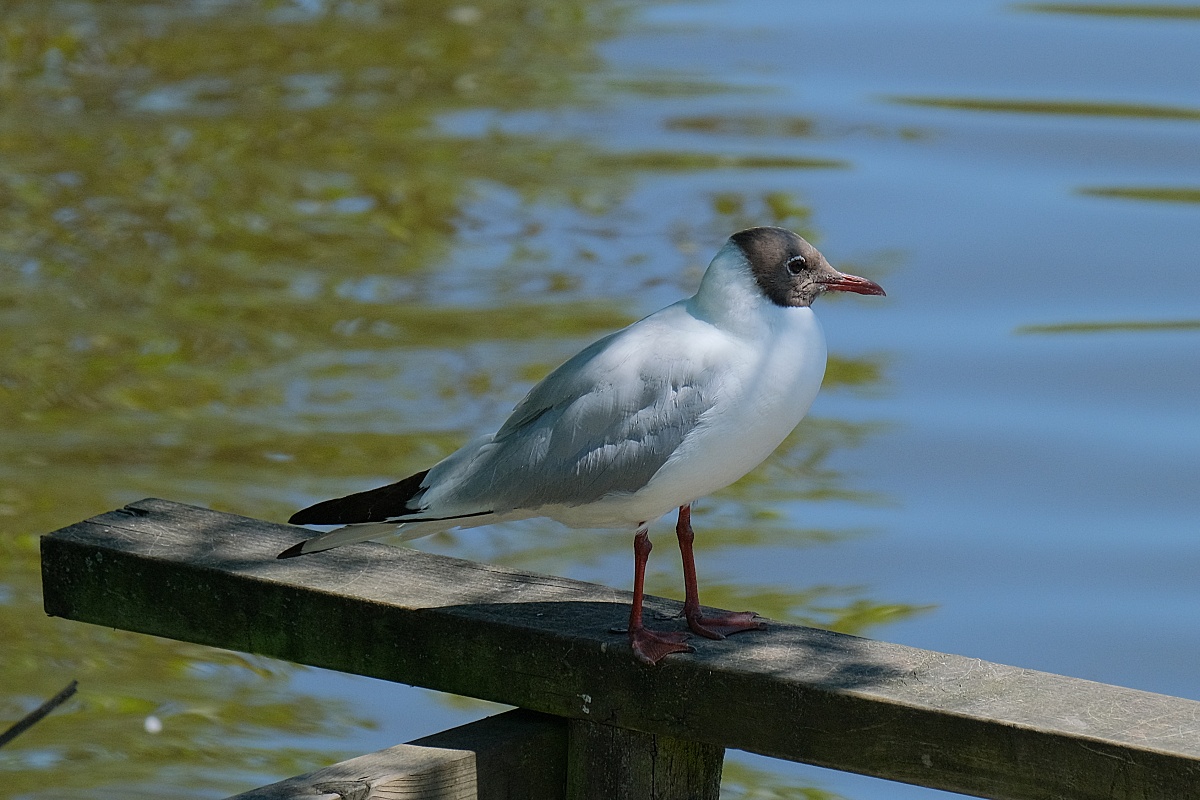 The Gnoll, Neath. A Visit In Tweaked Provia (Straight From Camera ...