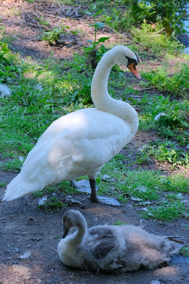 The Gnoll, Neath. A Visit In Tweaked Provia (Straight From Camera ...