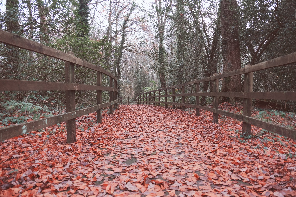Bryngarw Country Park Visit – One Camera One Lens Photography