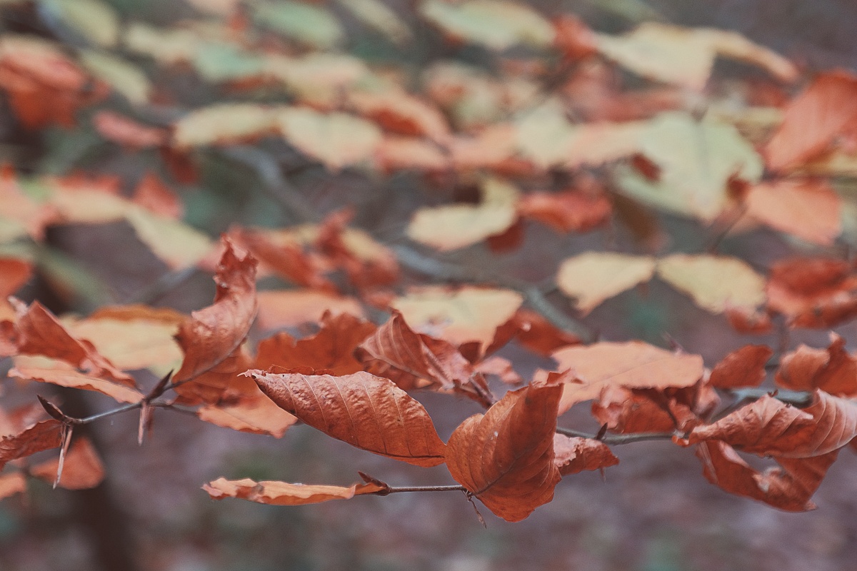 Bryngarw Country Park Visit – One Camera One Lens Photography