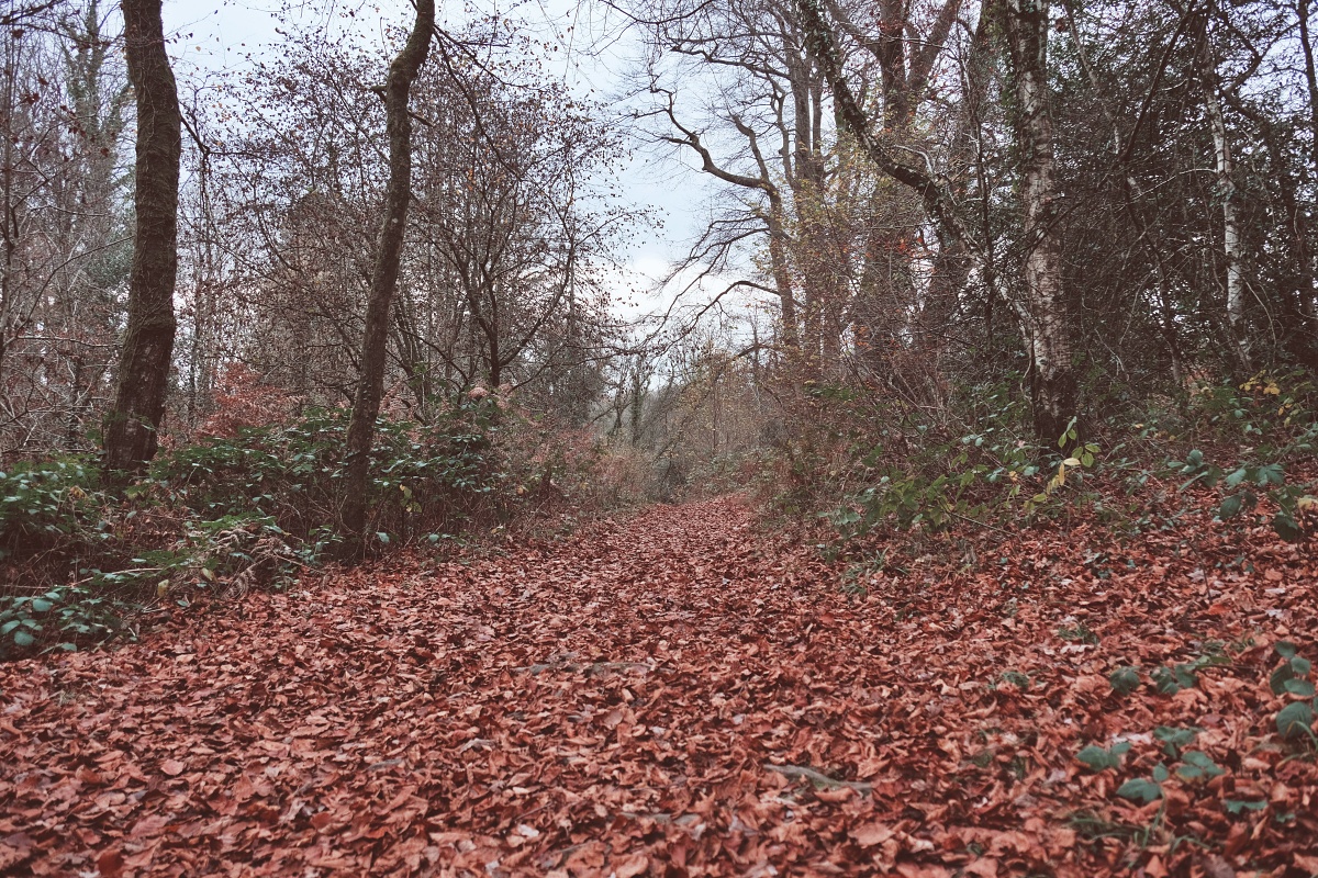 Bryngarw Country Park Visit – One Camera One Lens Photography