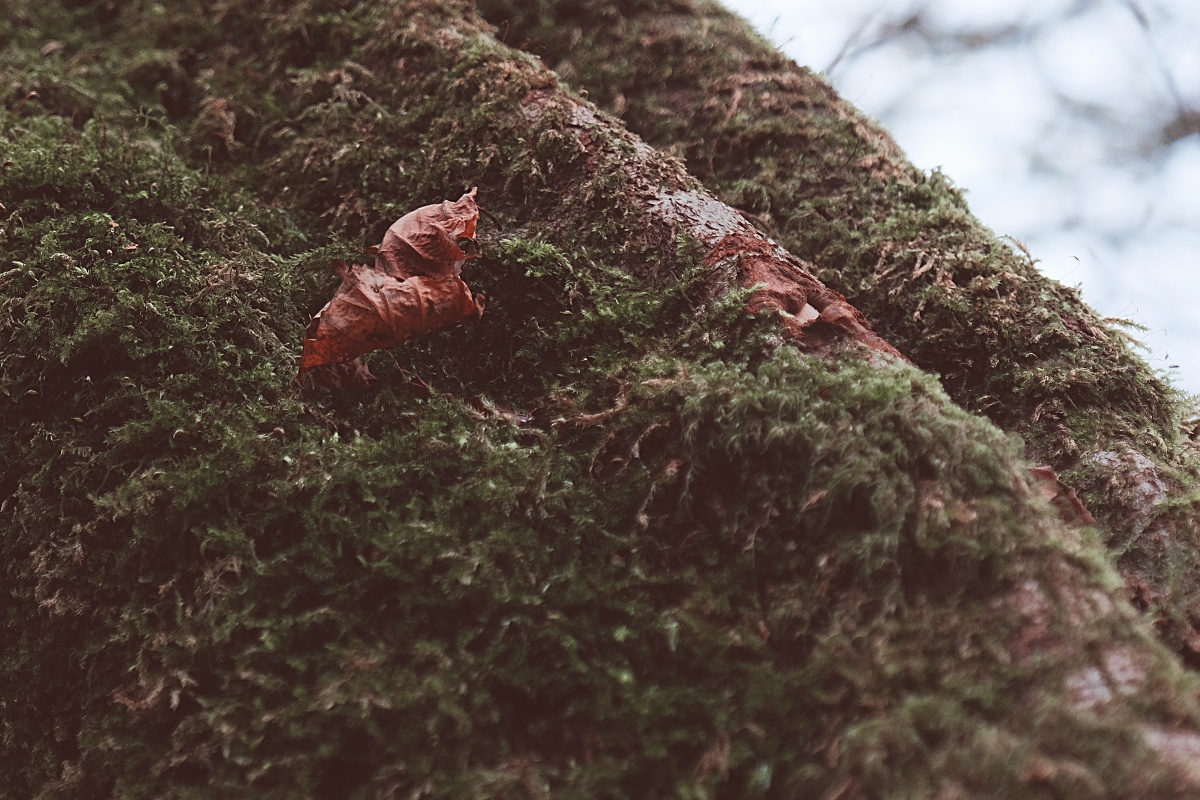 Bryngarw Country Park Visit – One Camera One Lens Photography