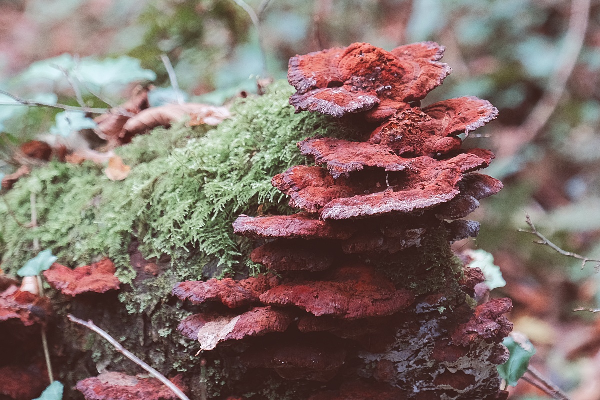 Bryngarw Country Park Visit – One Camera One Lens Photography