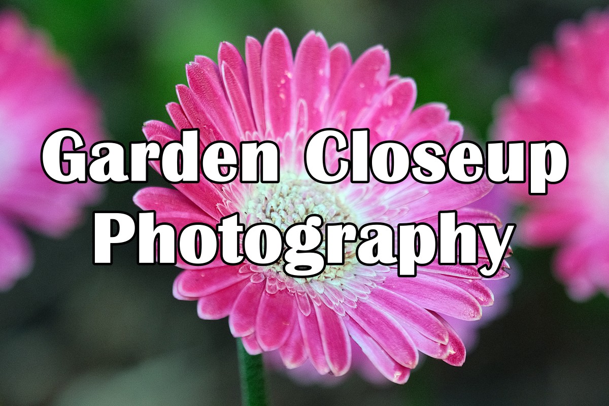 Garden Close-Up Photography – One Camera One Lens Photography