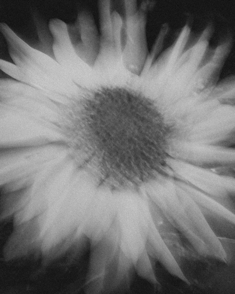 An Experiment In ICM (Intentional Camera Movement) – One Camera One ...