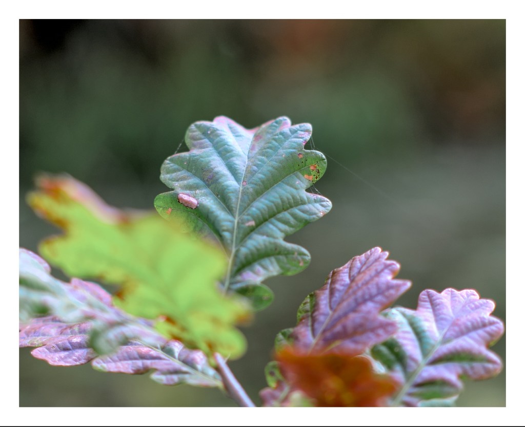 A Walk Along Neath Canal – One Camera One Lens Photography