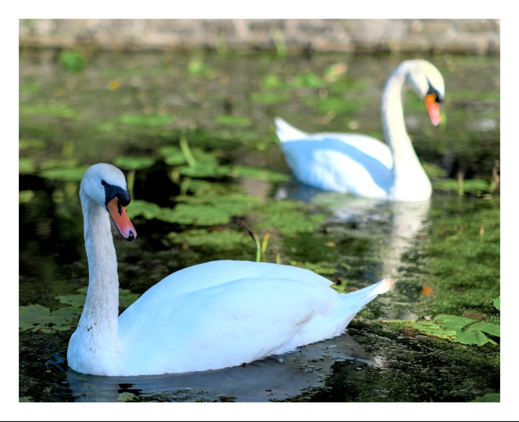 A Walk Along Neath Canal – One Camera One Lens Photography