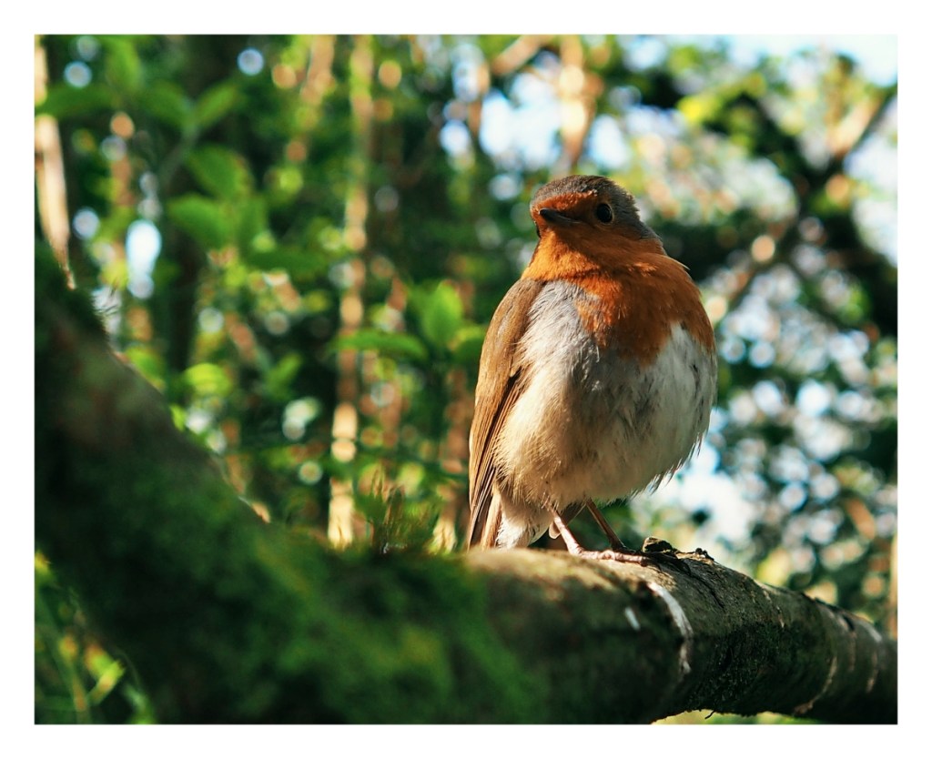 Fforest Farm. Birds, Water & Wildlife. – One Camera One Lens Photography