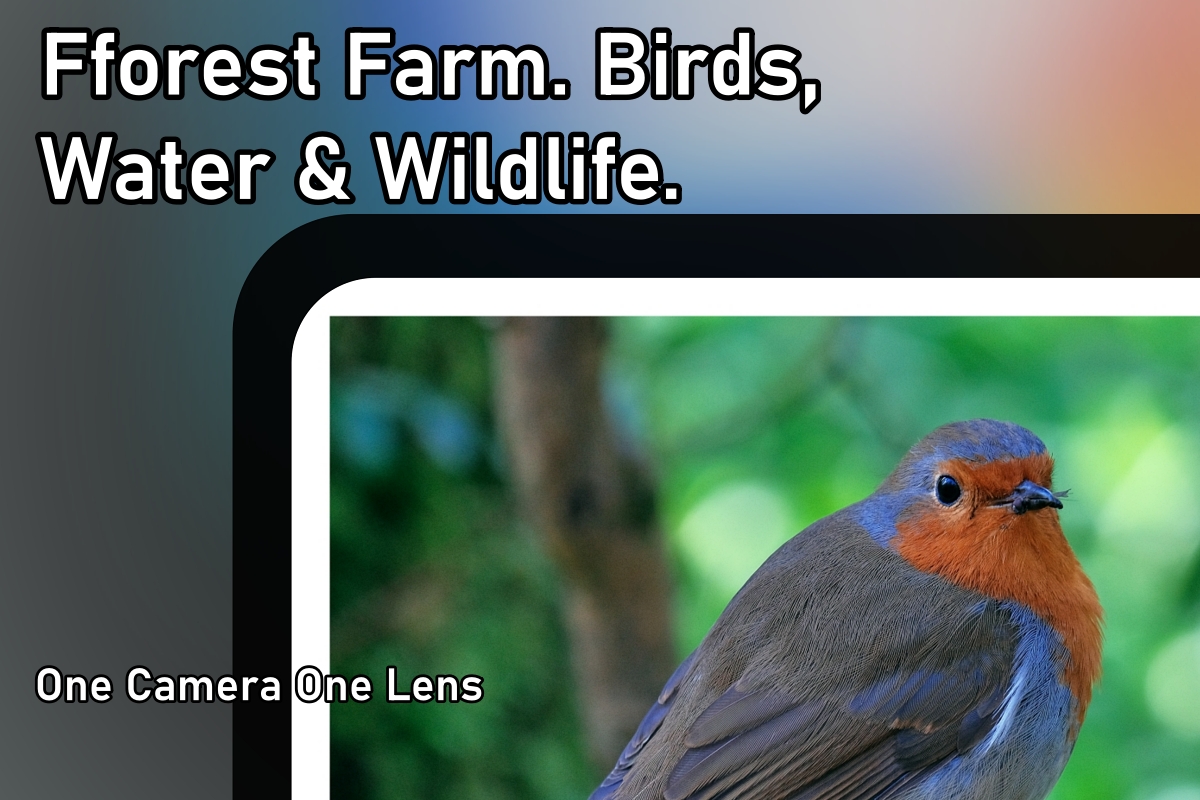 Fforest Farm. Birds, Water & Wildlife.