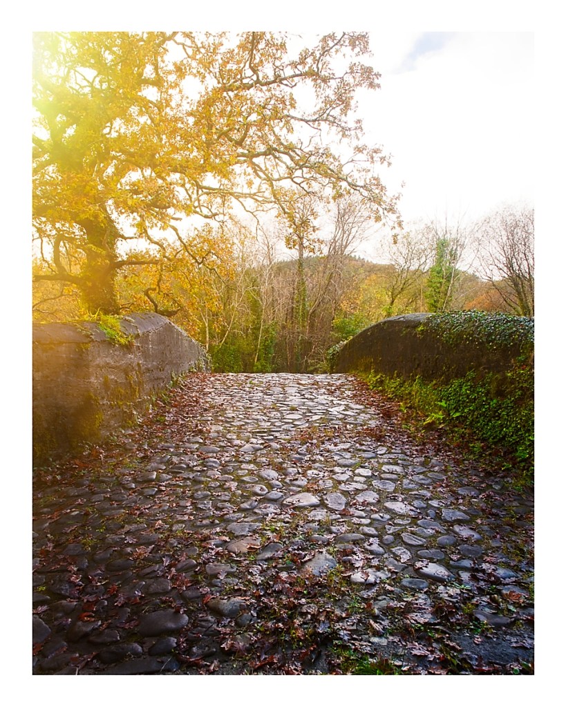 Autumn At Resolven Canal – One Camera One Lens Photography