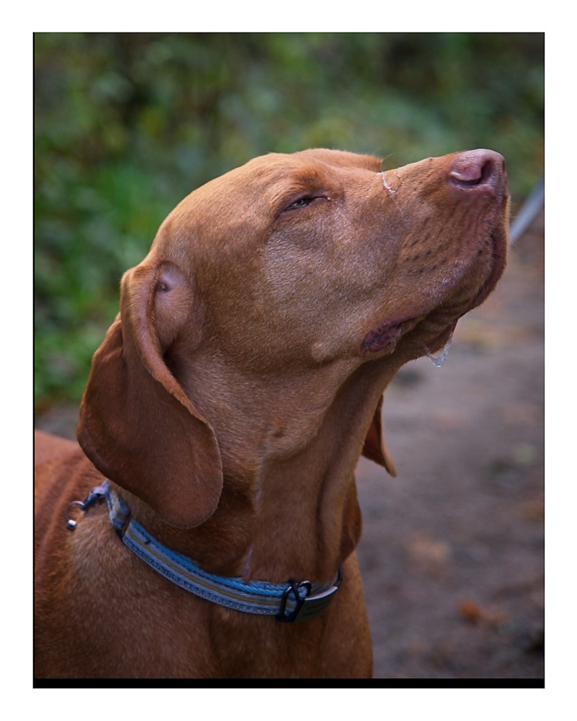 Autumn At Resolven Canal – One Camera One Lens Photography