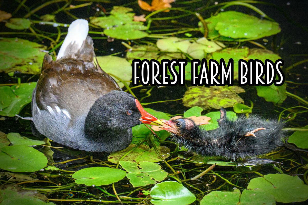 Forest Farm Birds