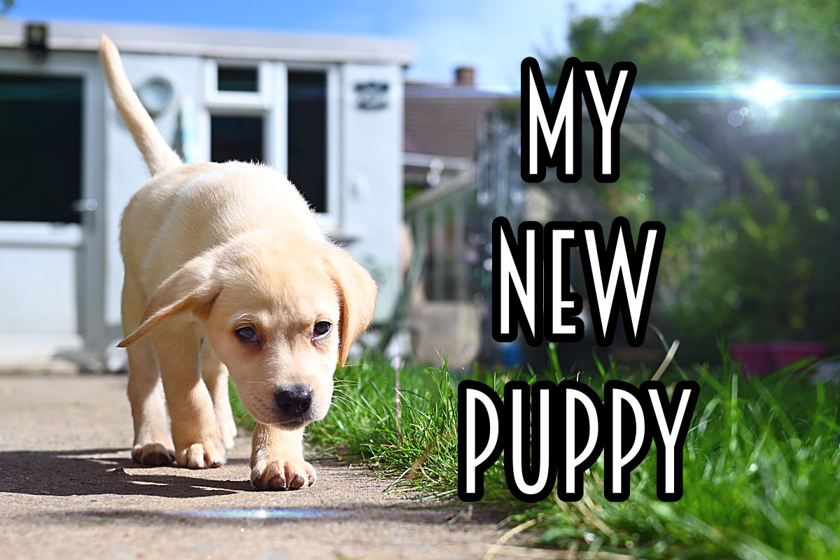 My New Puppy – One Camera One Lens Photography