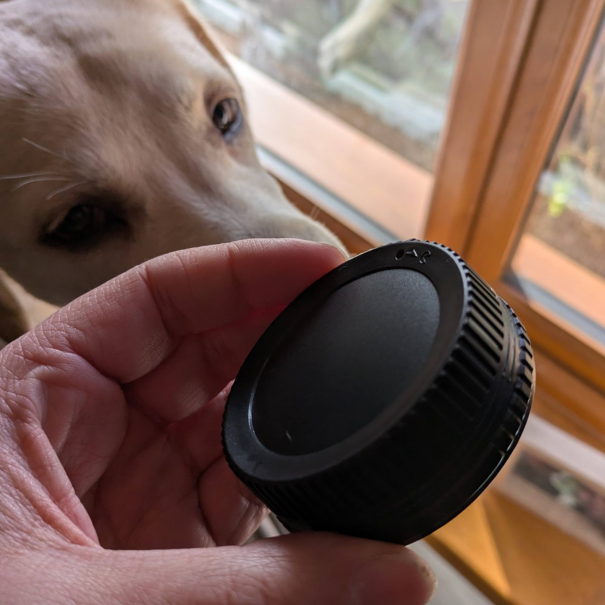 Retropia Oreo Disposable Camera Lens Review – One Camera One Lens ...