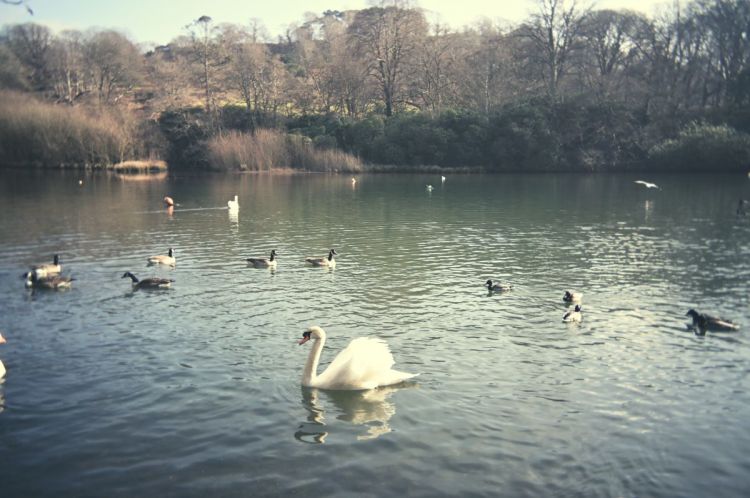 Retropia Oreo Lens For Video (And Vintage Looking Images) – One Camera ...