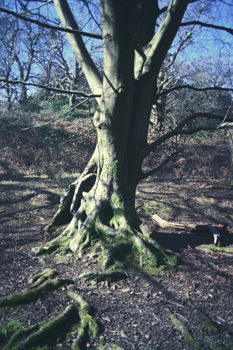 Retropia Oreo Disposable Camera Lens Review – One Camera One Lens ...