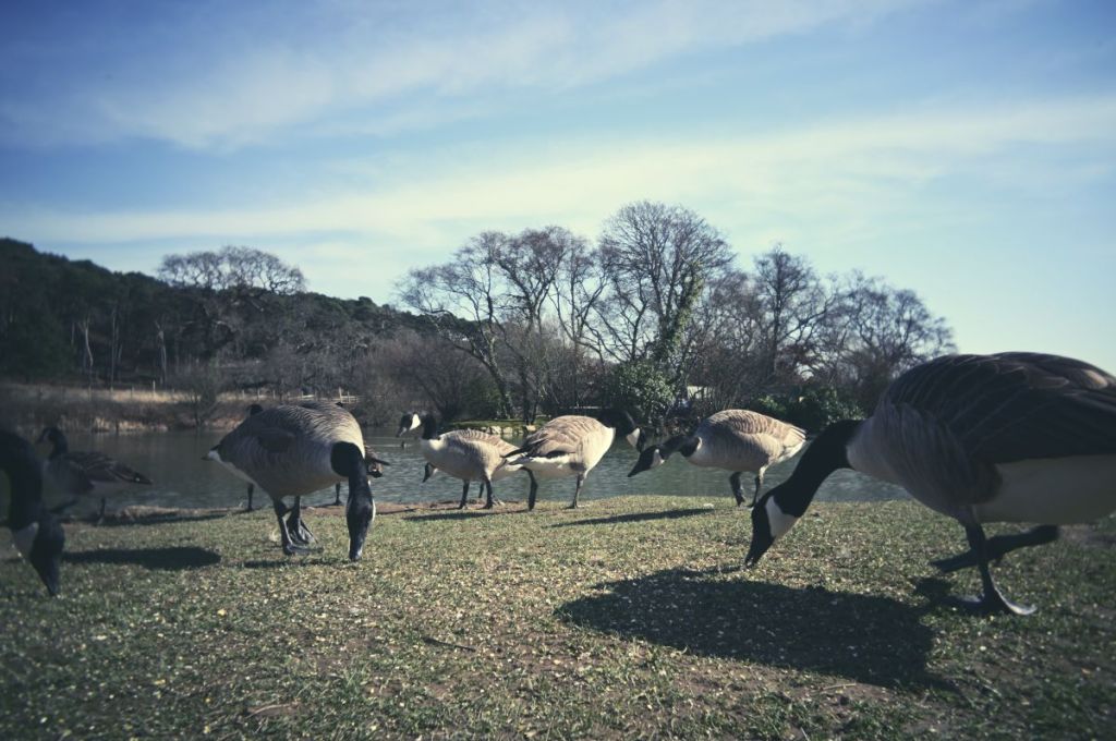 Retropia Oreo Lens For Video (And Vintage Looking Images) – One Camera ...