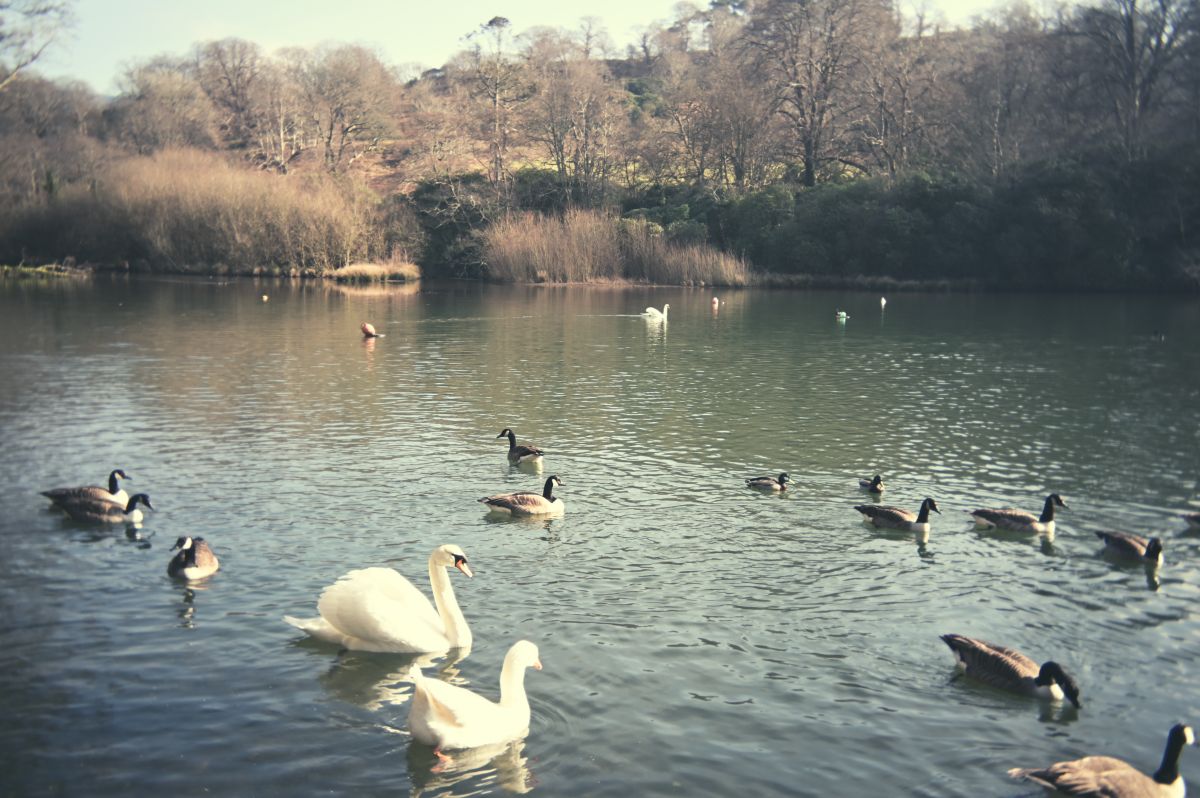 Retropia Oreo Lens For Video (And Vintage Looking Images) – One Camera ...