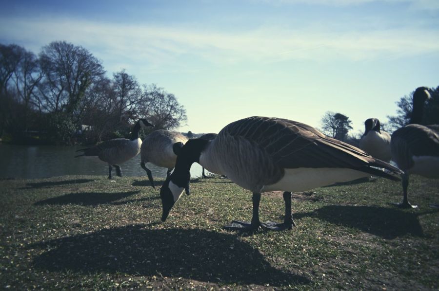 Retropia Oreo Disposable Camera Lens Review – One Camera One Lens ...