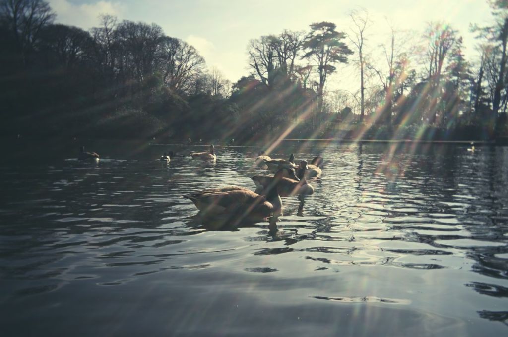 Retropia Oreo Lens For Video (And Vintage Looking Images) – One Camera ...