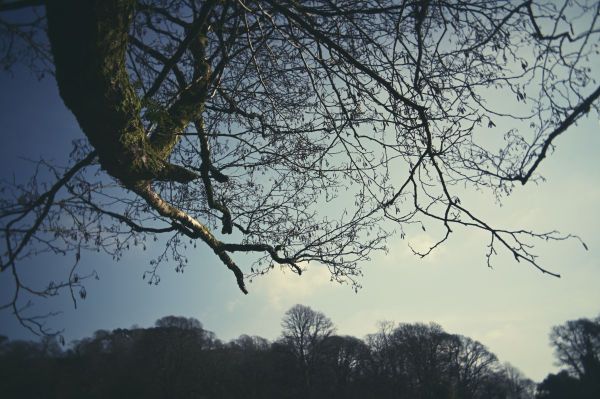 Retropia Oreo Disposable Camera Lens Review – One Camera One Lens ...