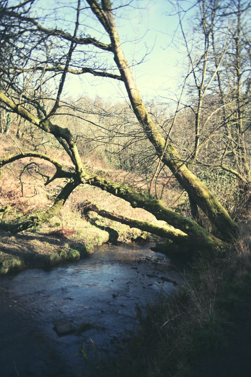 Retropia Oreo Disposable Camera Lens Review – One Camera One Lens ...