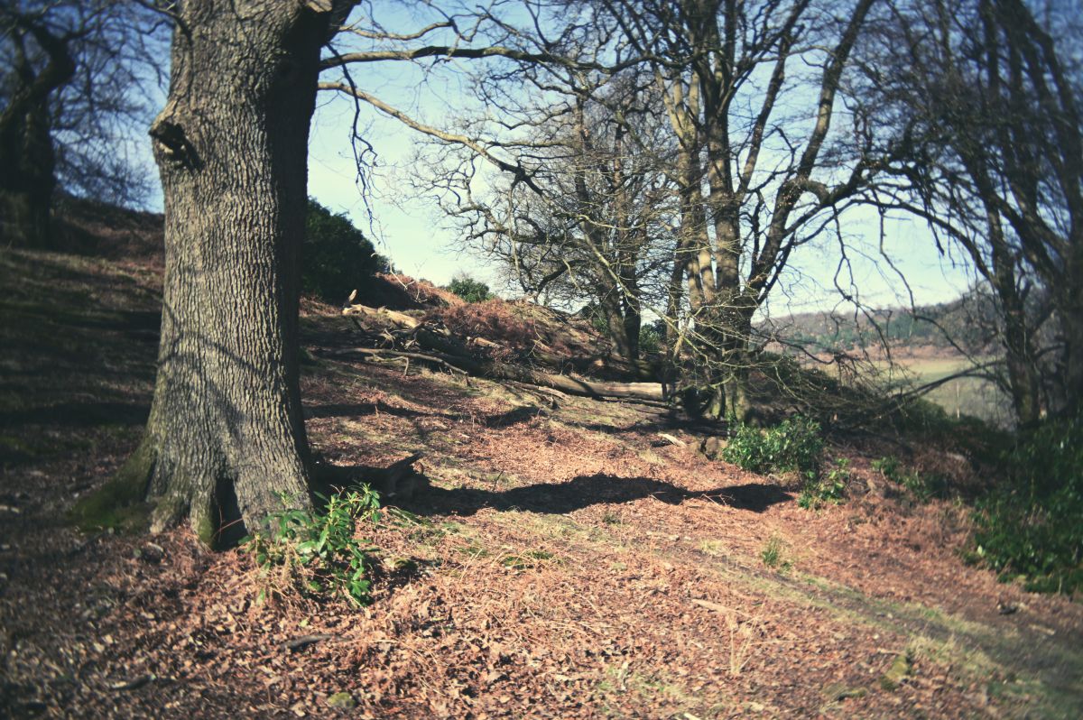 Retropia Oreo Disposable Camera Lens Review – One Camera One Lens ...